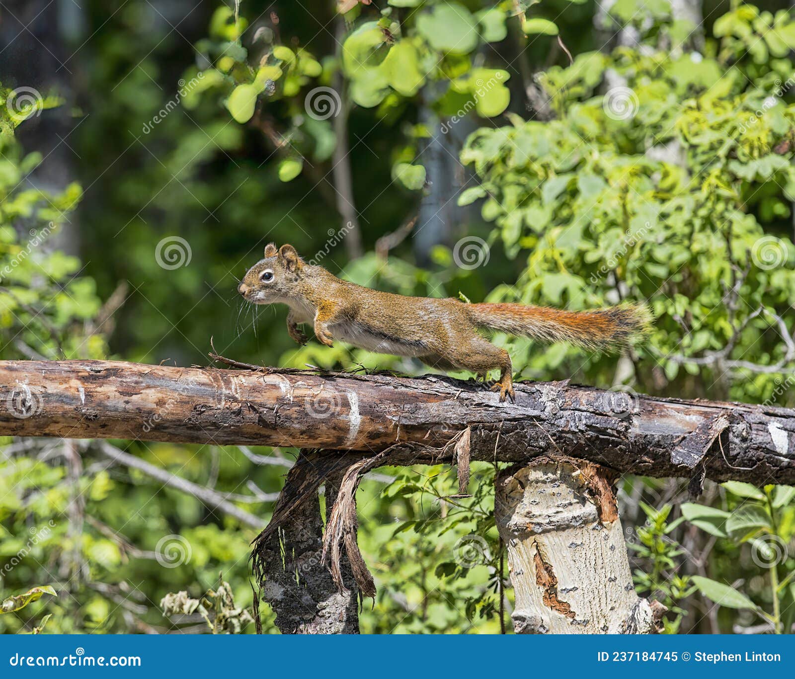 Red Squirrel in a Tree stock image. Image of beauty - 237184745
