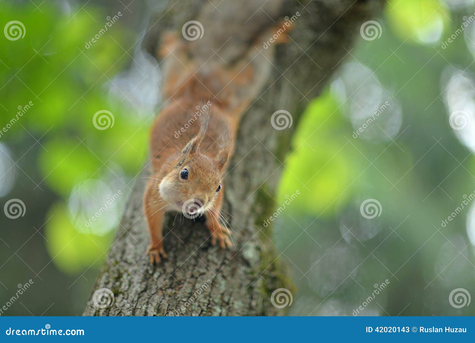 Red Squirrel on the tree stock image. Image of forest - 42020143