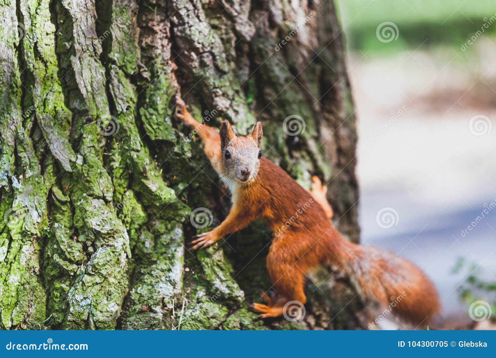 Red Squirrel on Trunk of Tree Stock Image - Image of tooth, beautiful ...