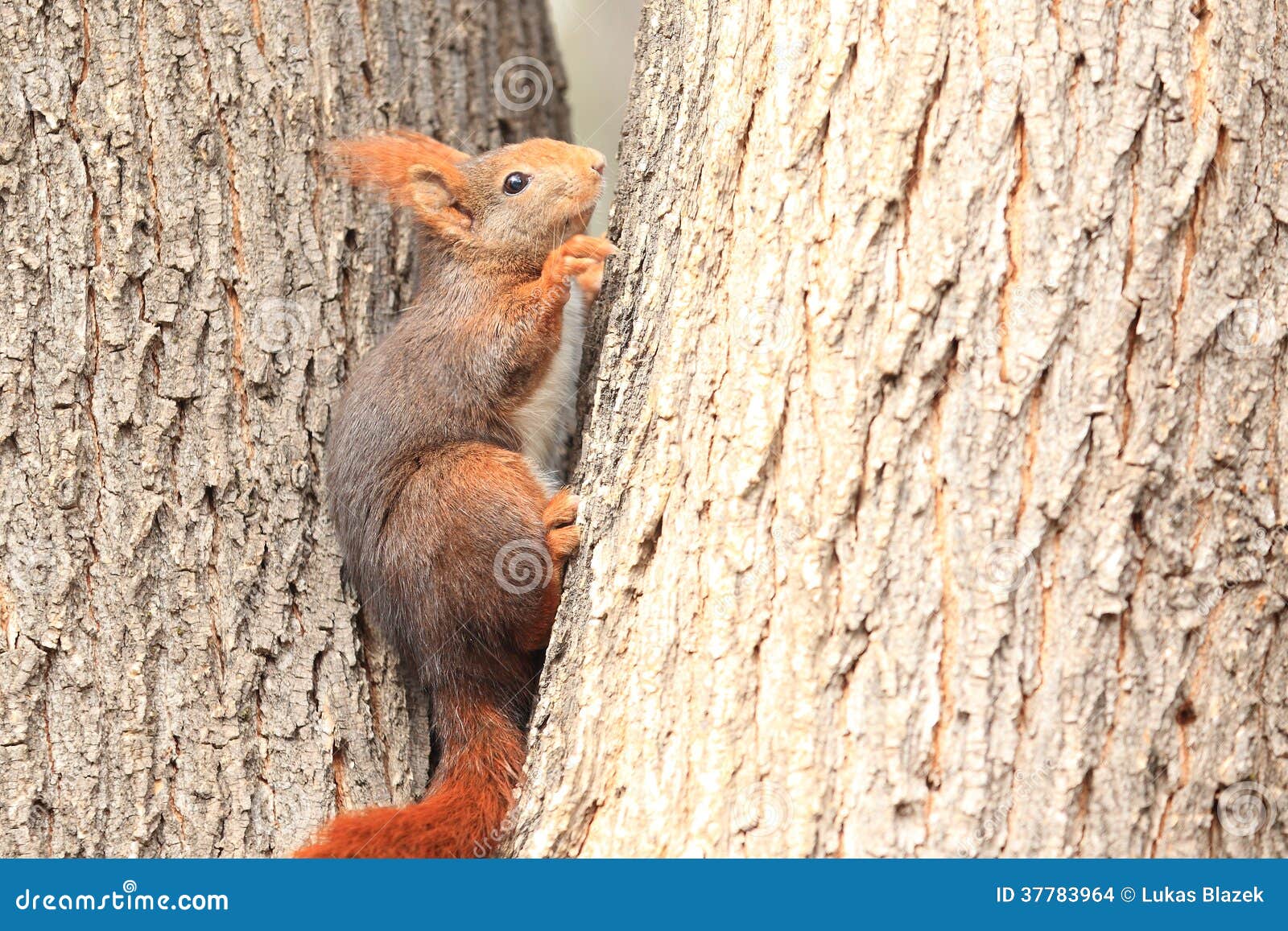 Red squirrel stock photo. Image of sciurus, mammal, tree - 37783964