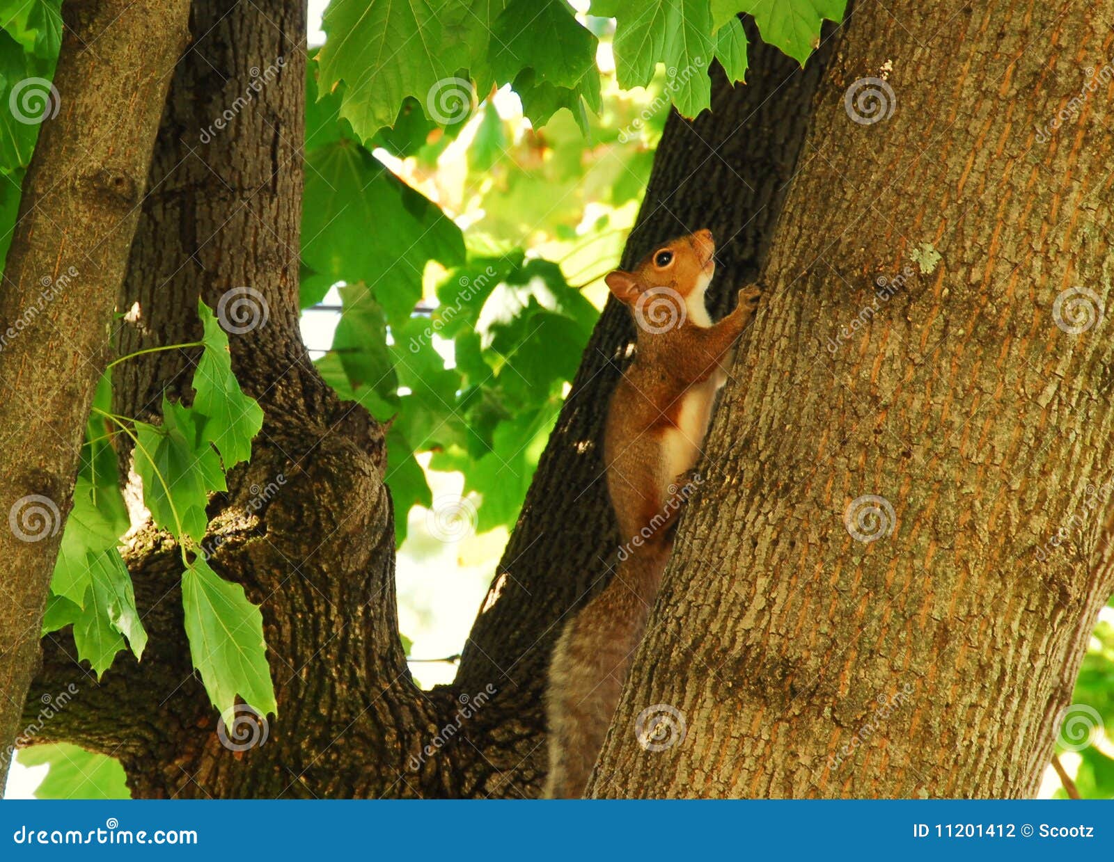 Red squirrel up a tree stock photo. Image of ears, hold - 11201412