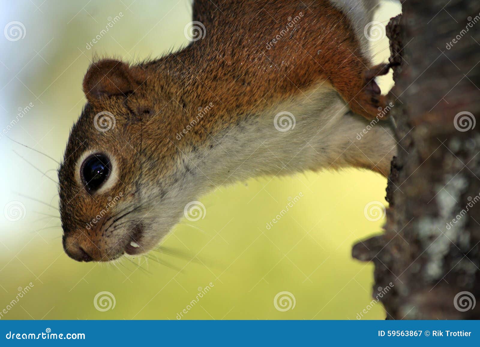 Red Squirrel climbing down stock image. Image of feeder - 59563867