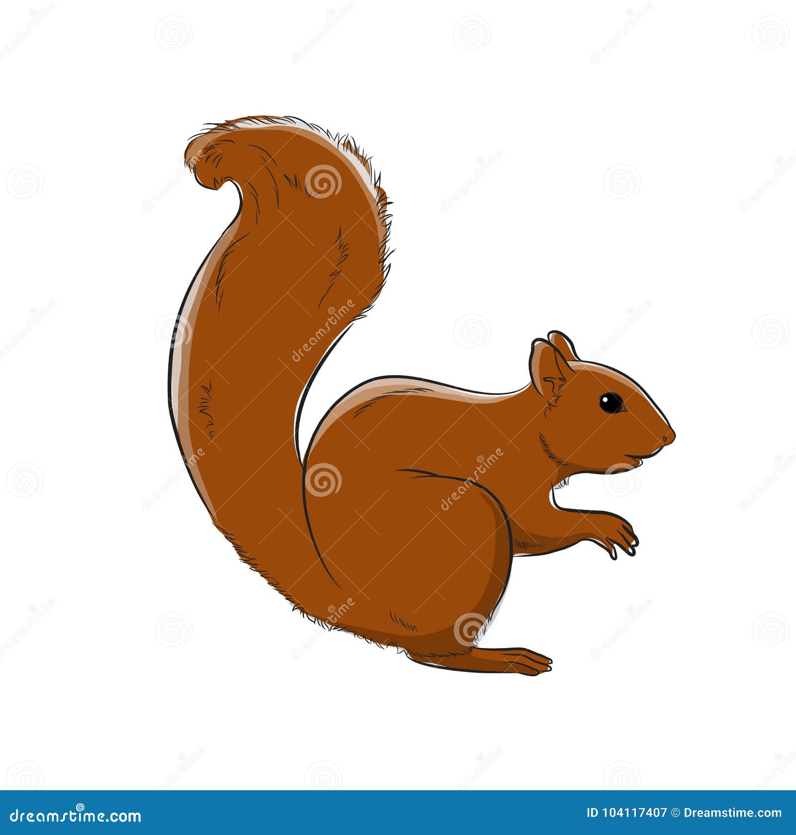 Red Squirrel Vector Illustration Stock Vector - Illustration of ...