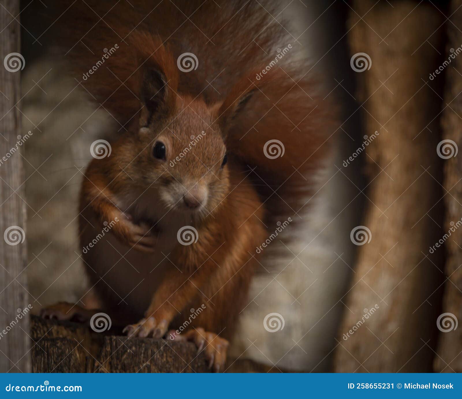 Red Squirrel with Very Long Hairy Tail and Ears Stock Image - Image of ...