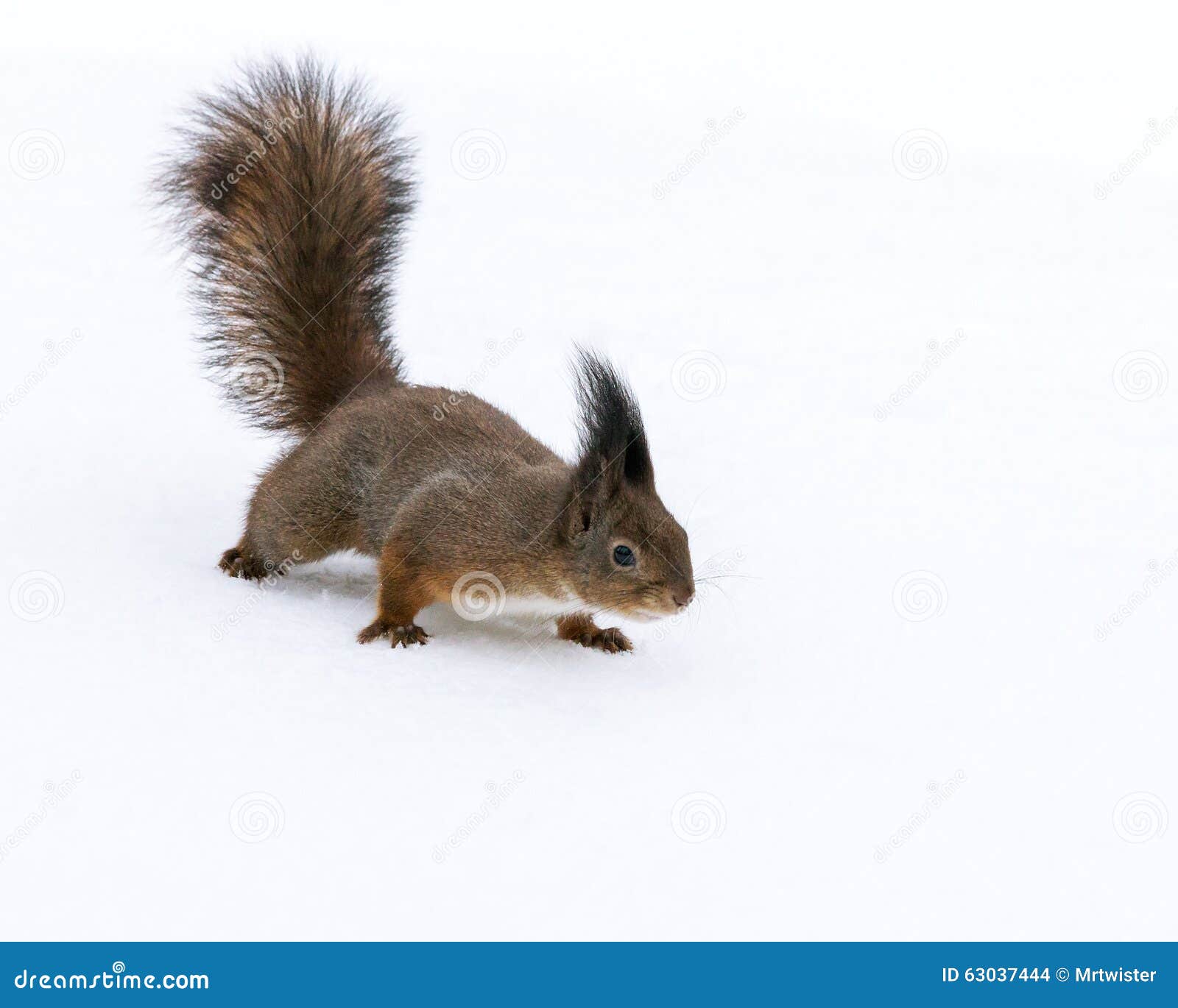 Red Squirrel Walking on Snow Stock Photo - Image of beauty, outdoor ...