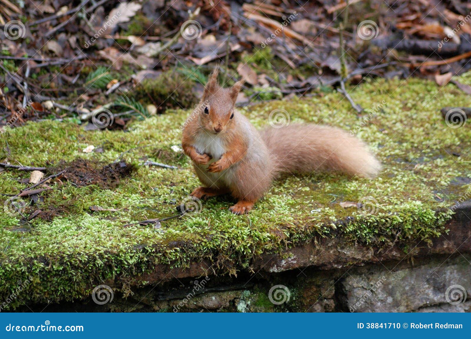 Red Squirrel on wall stock photo. Image of fluffy, vulgaris - 38841710