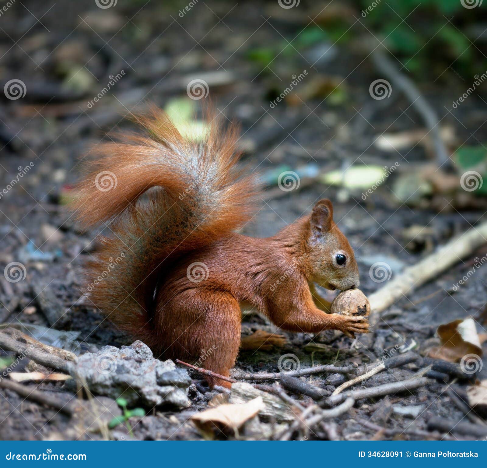 Red Squirrel with Walnut in Autumn Forest Stock Image - Image of ...
