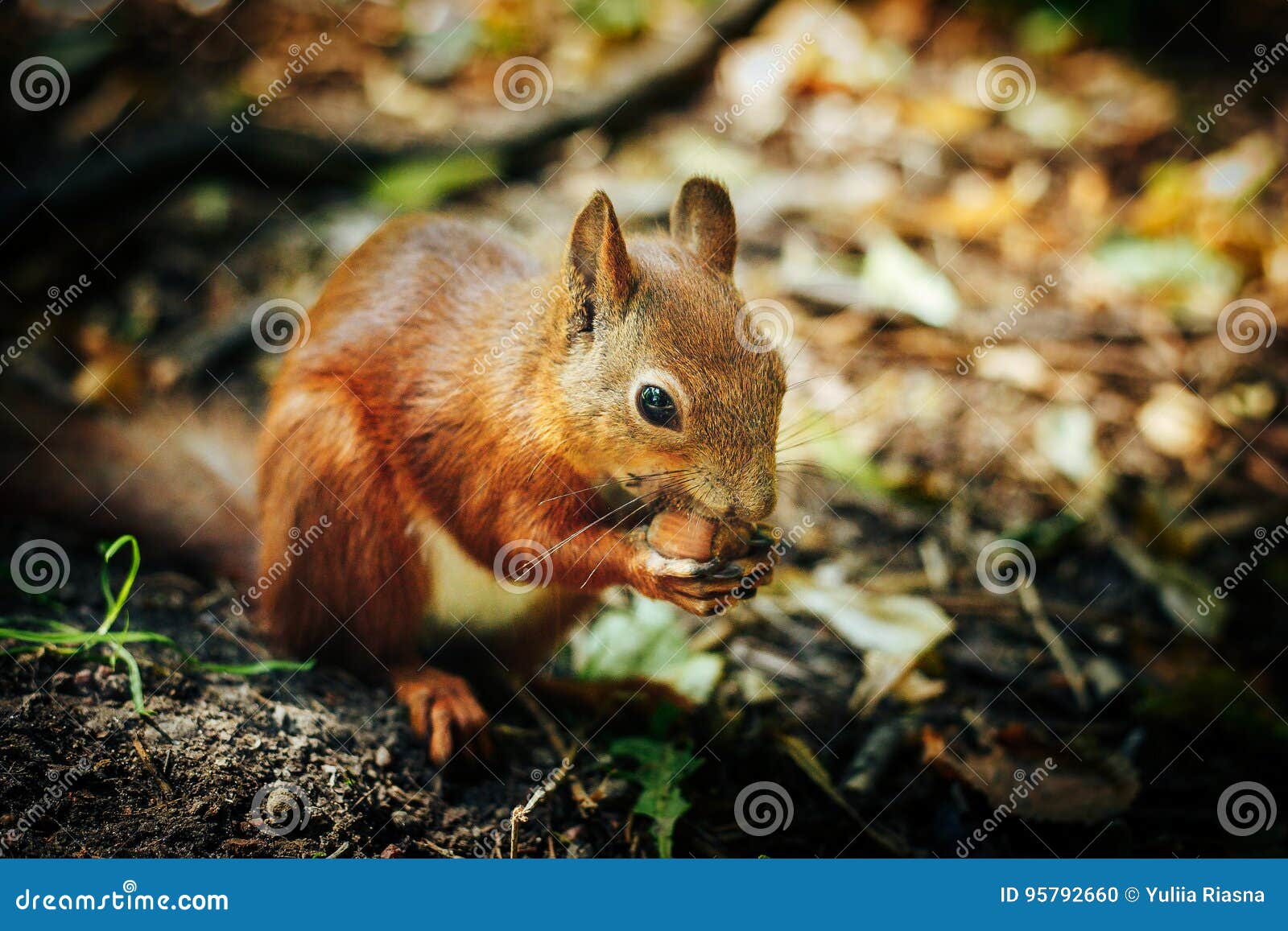 Red Squirrel with Walnut in Autumn Forest. Close Up View Stock Photo ...