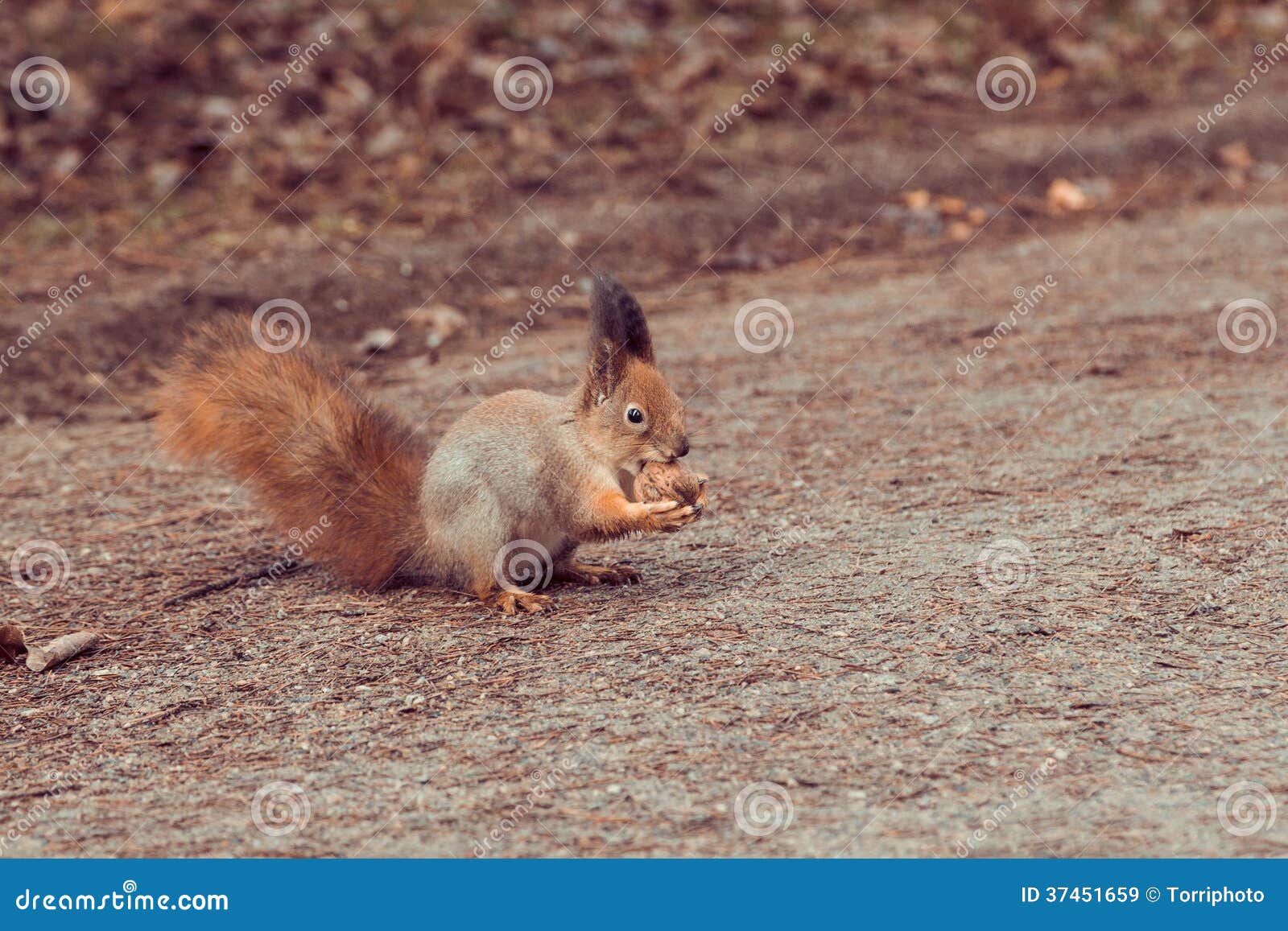 Red Squirrel with walnut stock image. Image of fall, closeup - 37451659