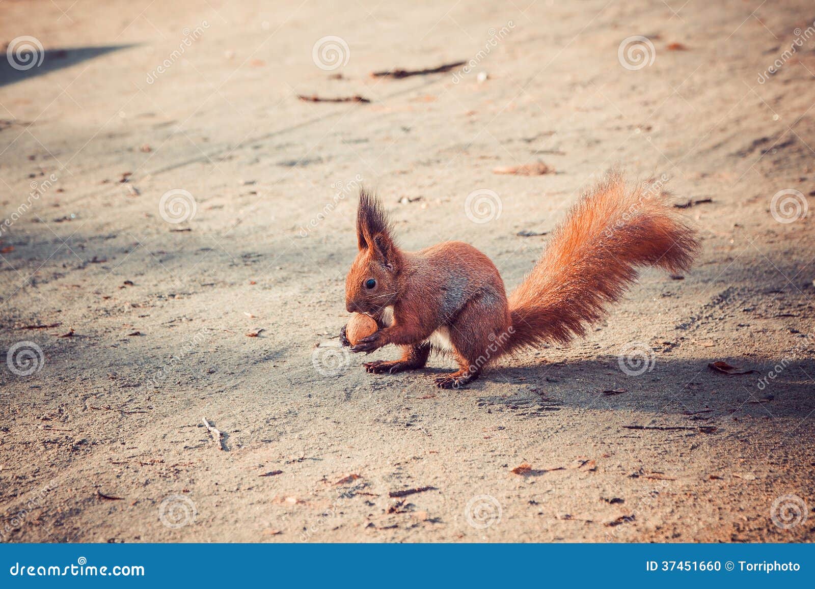 Red Squirrel with walnut stock photo. Image of shot, park - 37451660