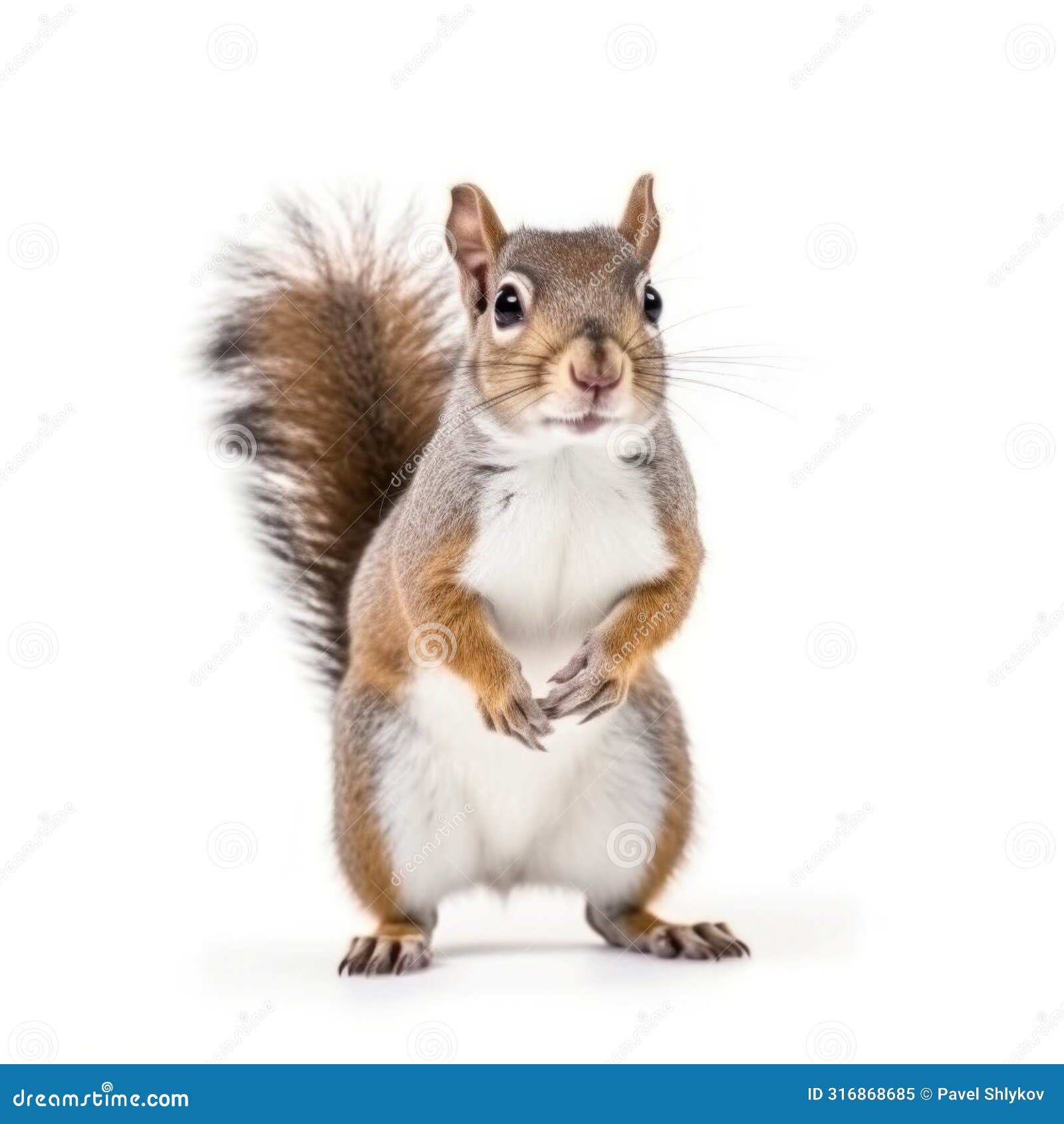 Red Squirrel on White Background Stock Image - Image of view, brown ...