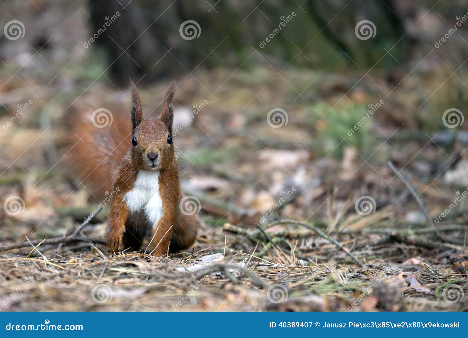 Red squirrel in the wild stock image. Image of natural - 40389407