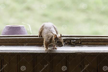 Red squirrel at the window stock image. Image of europe - 29539161