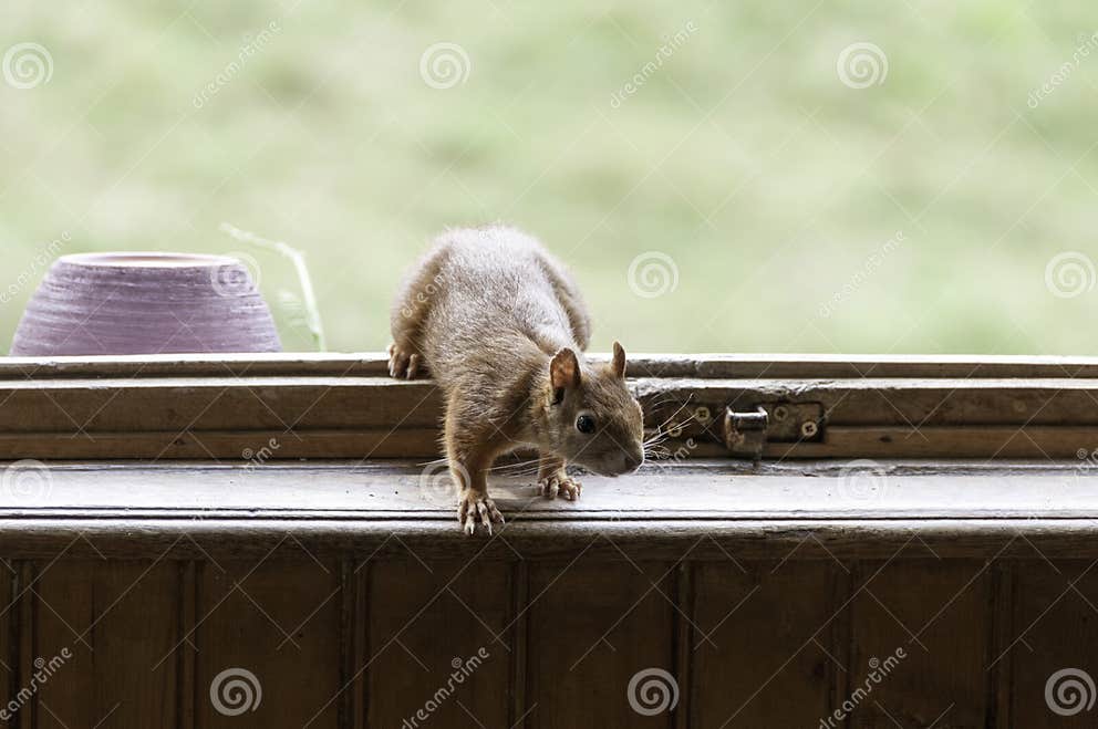 Red squirrel at the window stock image. Image of europe - 29539161