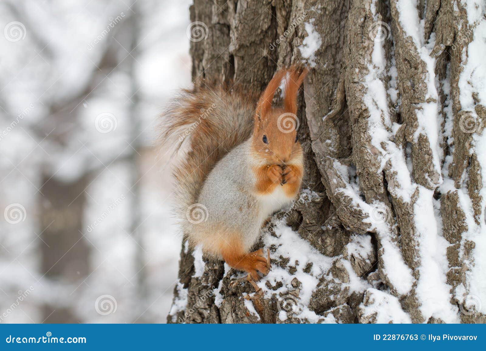 Red Squirrel in Winter stock image. Image of wildlife - 22876763