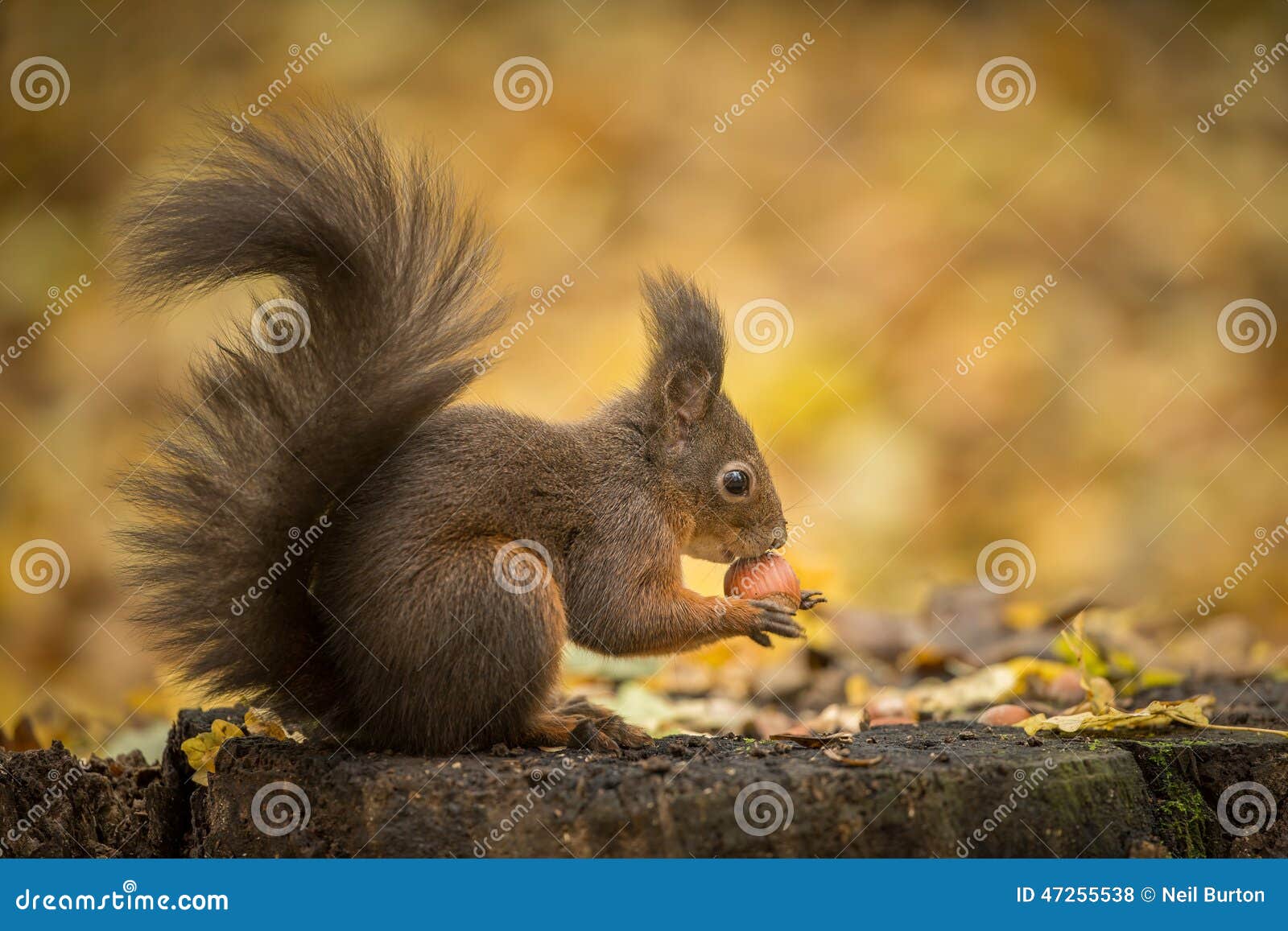 Red Squirrel in Winter Colours Stock Photo - Image of scene, hazel ...