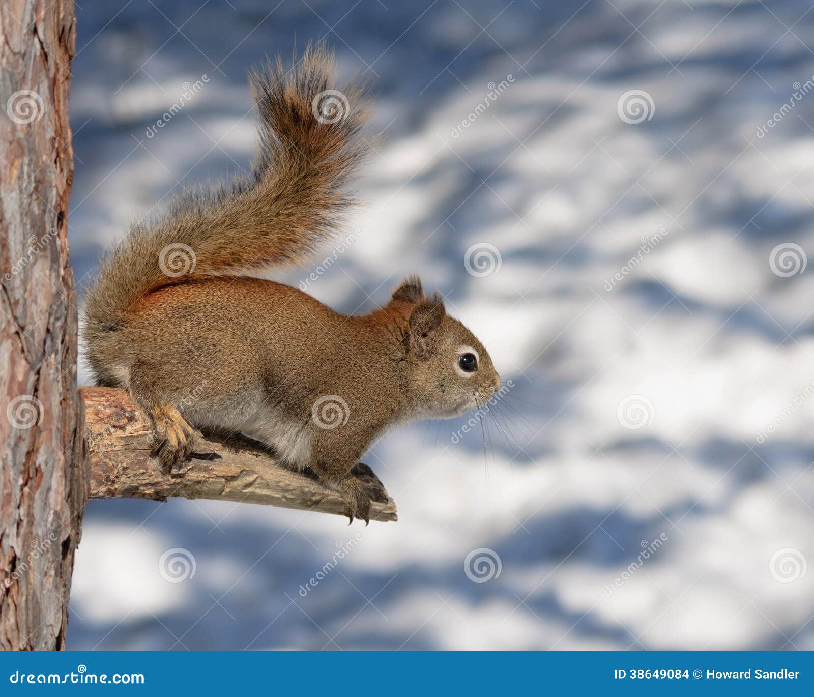 Red Squirrel in winter stock photo. Image of winter, wildlife - 38649084