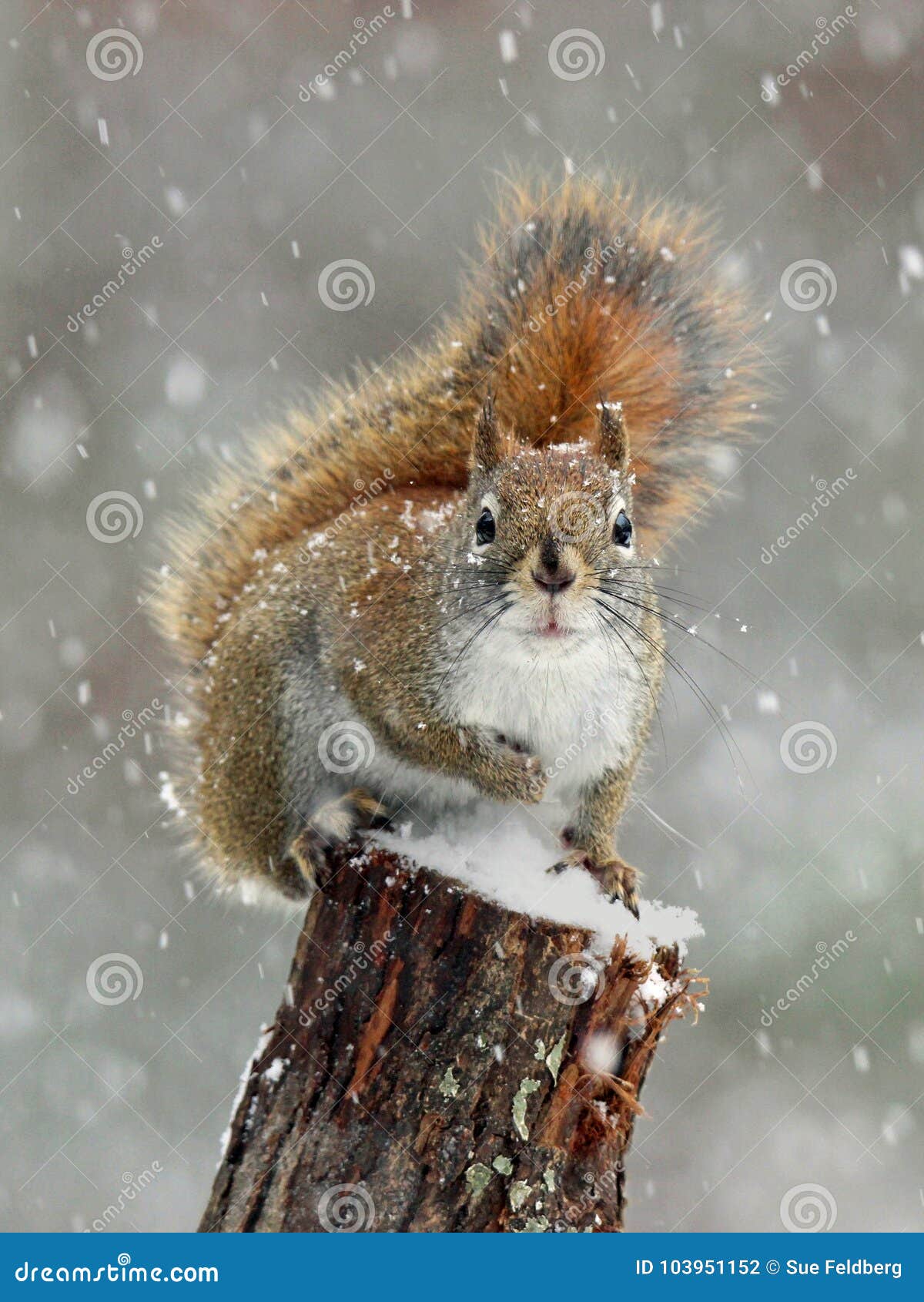 Red Squirrel Winter Snow stock photo. Image of squirrel - 103951152