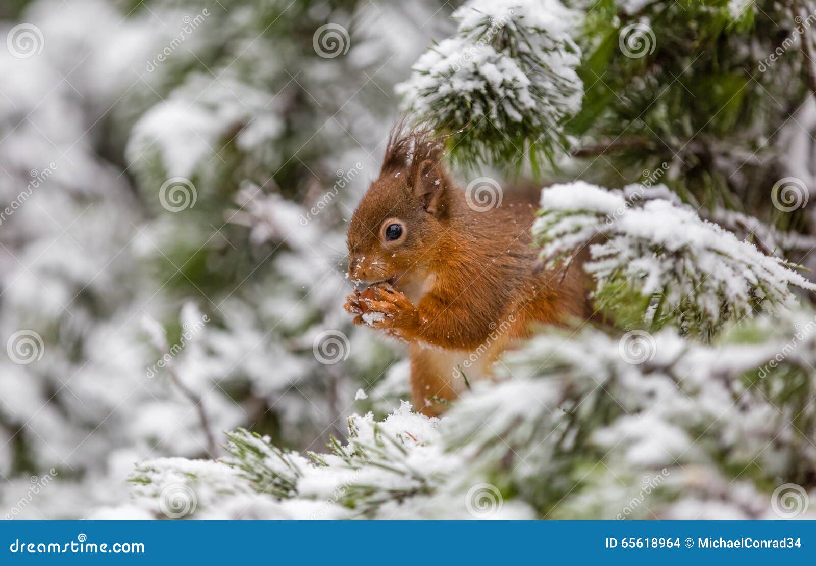 Red Squirrel in Winter Snow Stock Photo - Image of christmas, bushy ...
