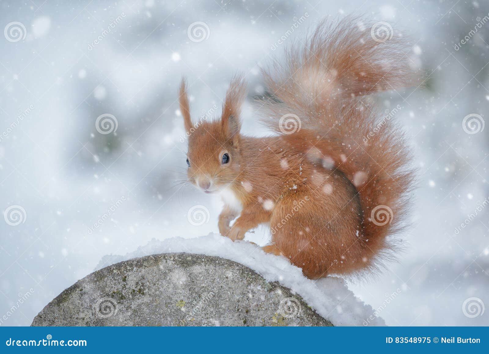 Red Squirrel in Winter Snow Stock Image - Image of rodent, scene: 83548975