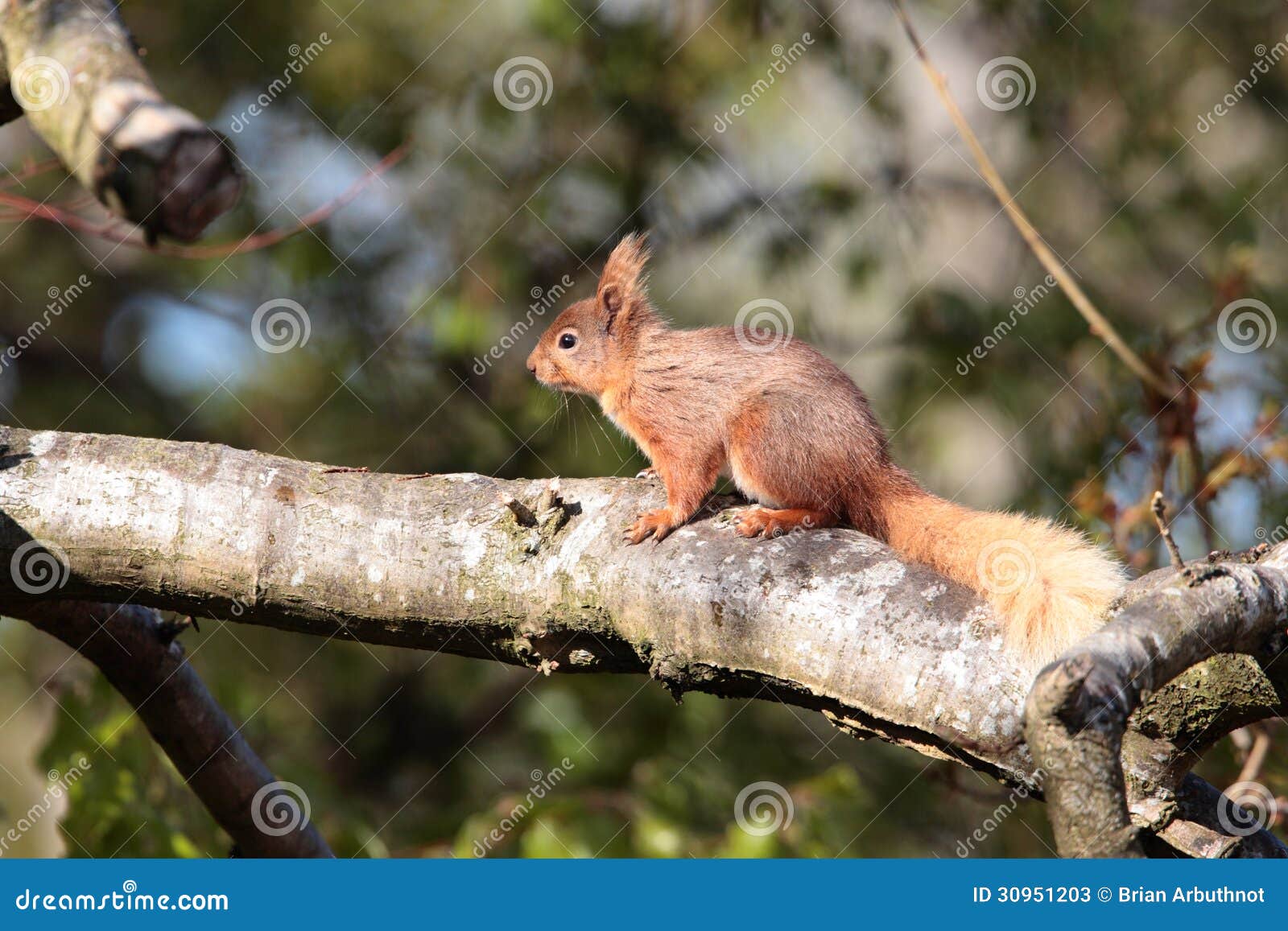 Red squirrell. stock image. Image of mammals, wild, squirrel - 30951203