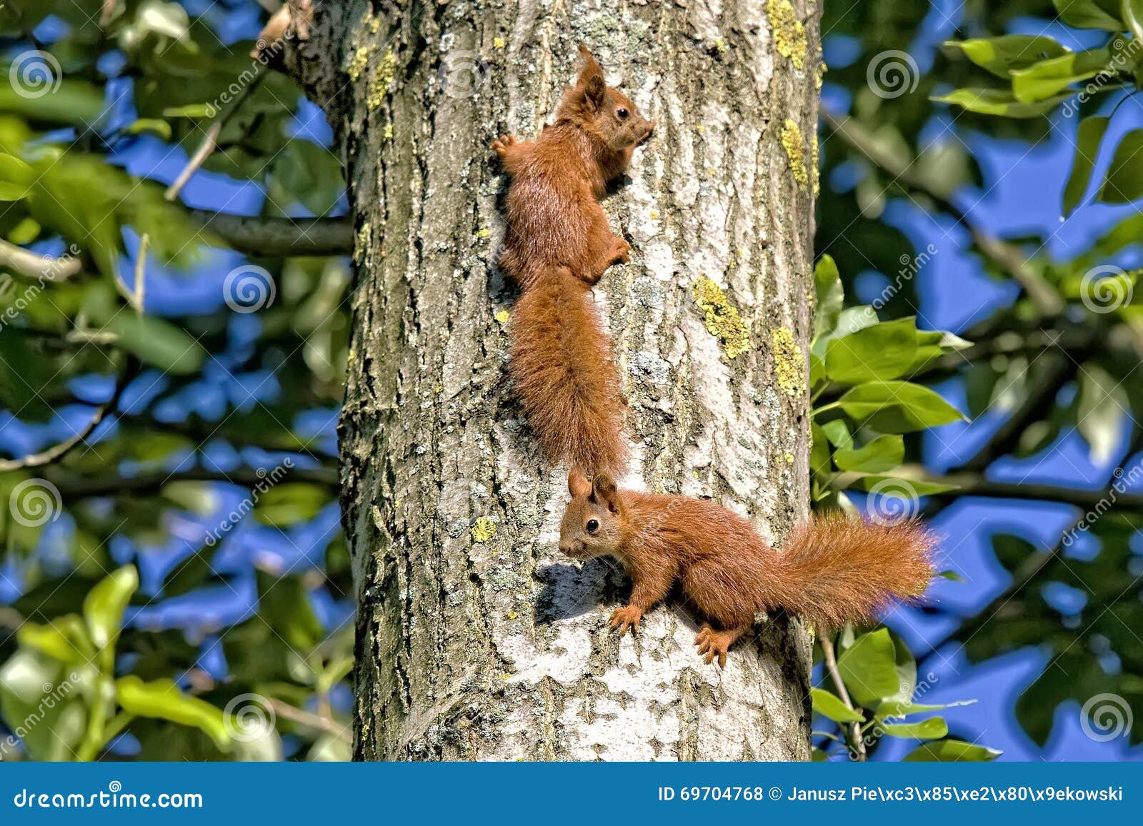 Red Squirrels in the Forest Stock Photo - Image of wood, branch: 69704768