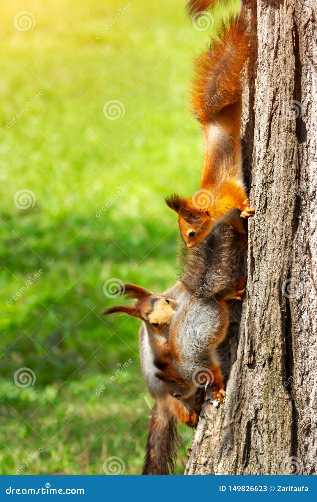 Red Squirrels - Mom and Two Young Squirrels on a Tree Trunk . Sciurus ...
