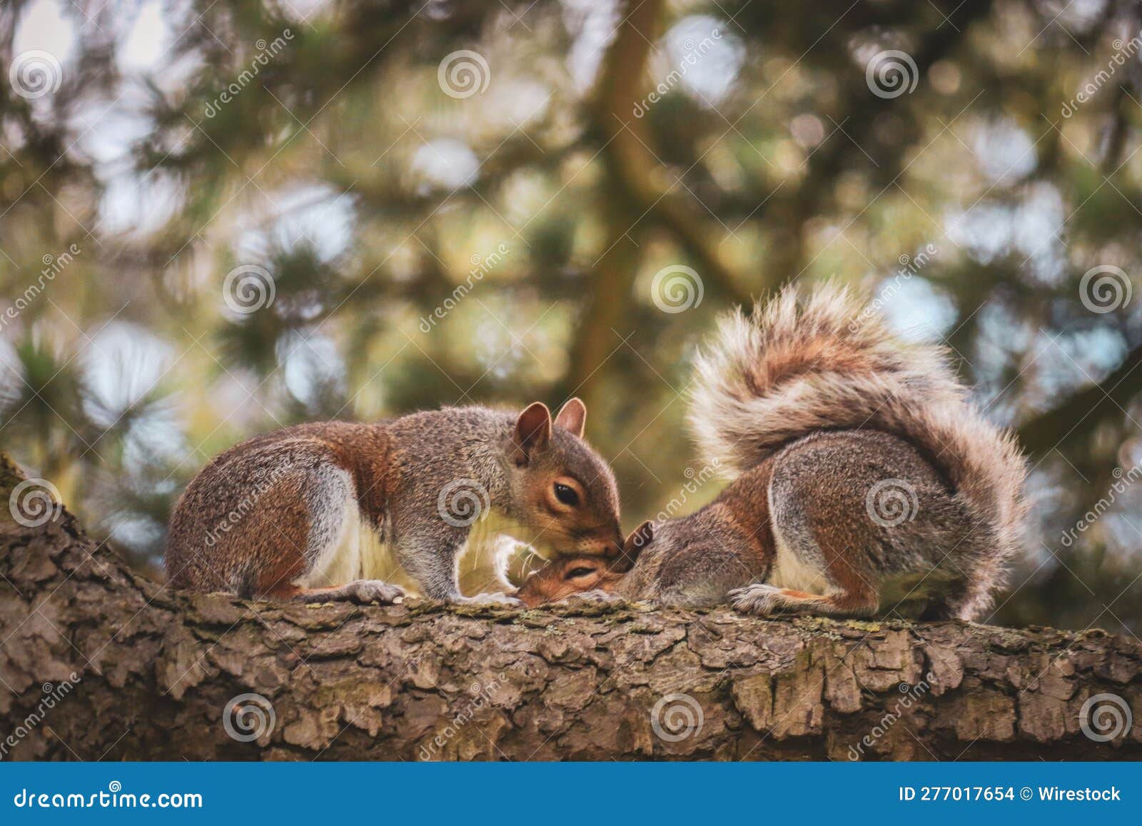 Red Squirrels Perched on a Tree Branch in a Lush Forest Stock Photo ...