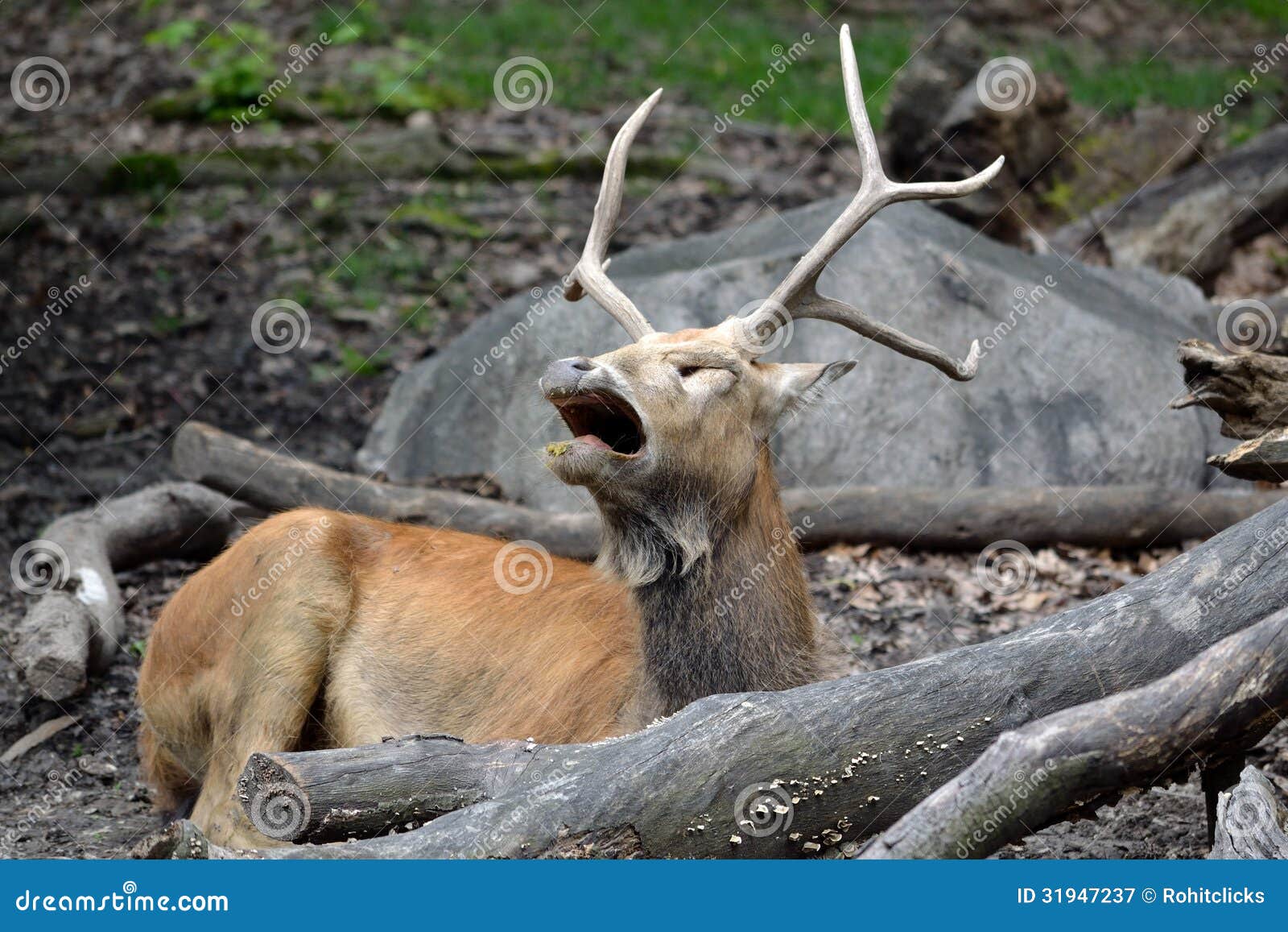 A Red Stag deer stock image. Image of calling, stag, shot - 31947237