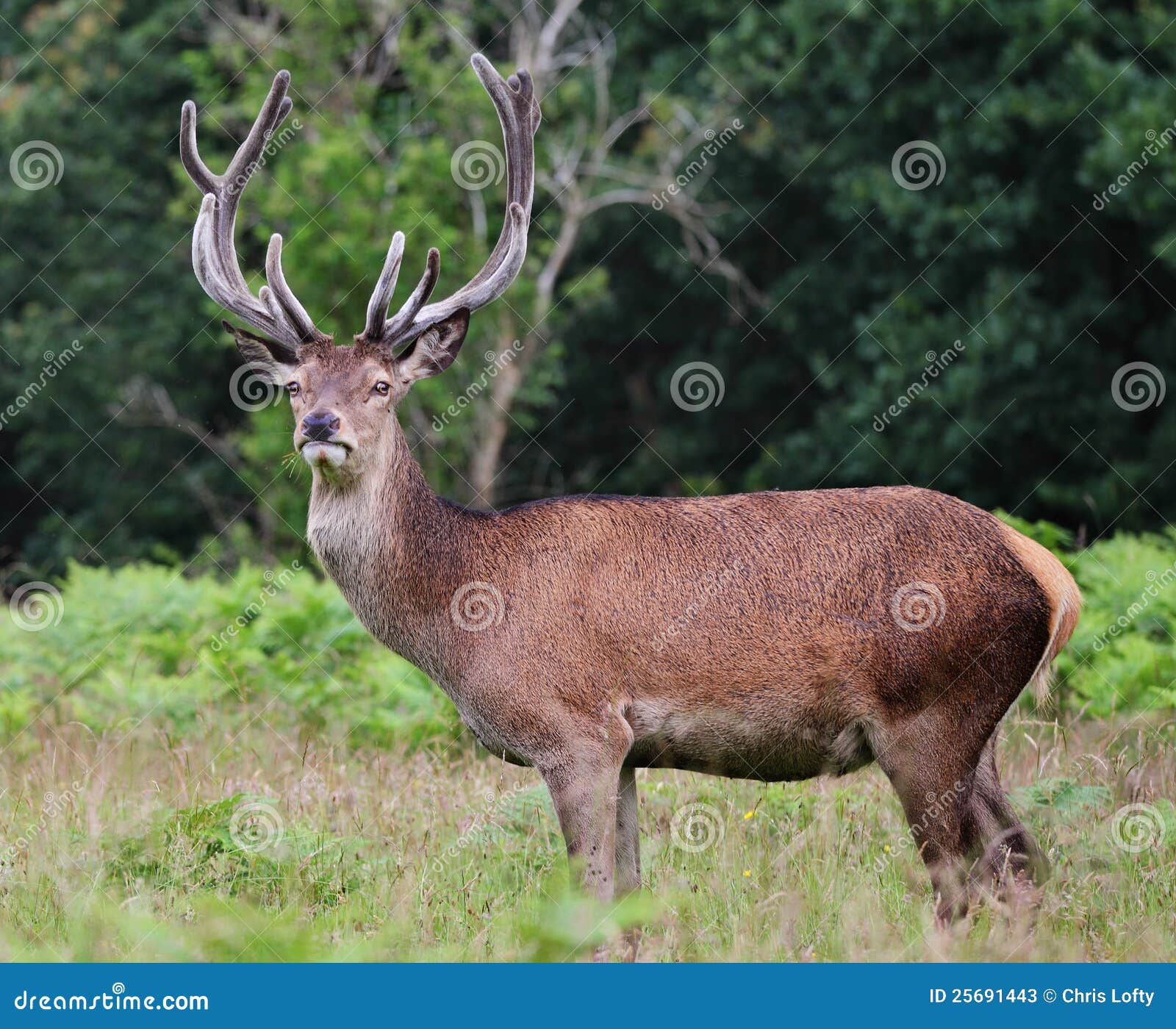 Red Stag Deer in an English Park Stock Image - Image of wildlife ...