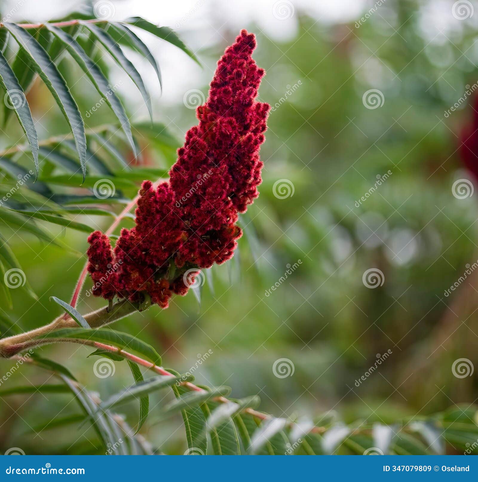 Red Staghorn Sumac Flower. stock image. Image of blossom - 347079809