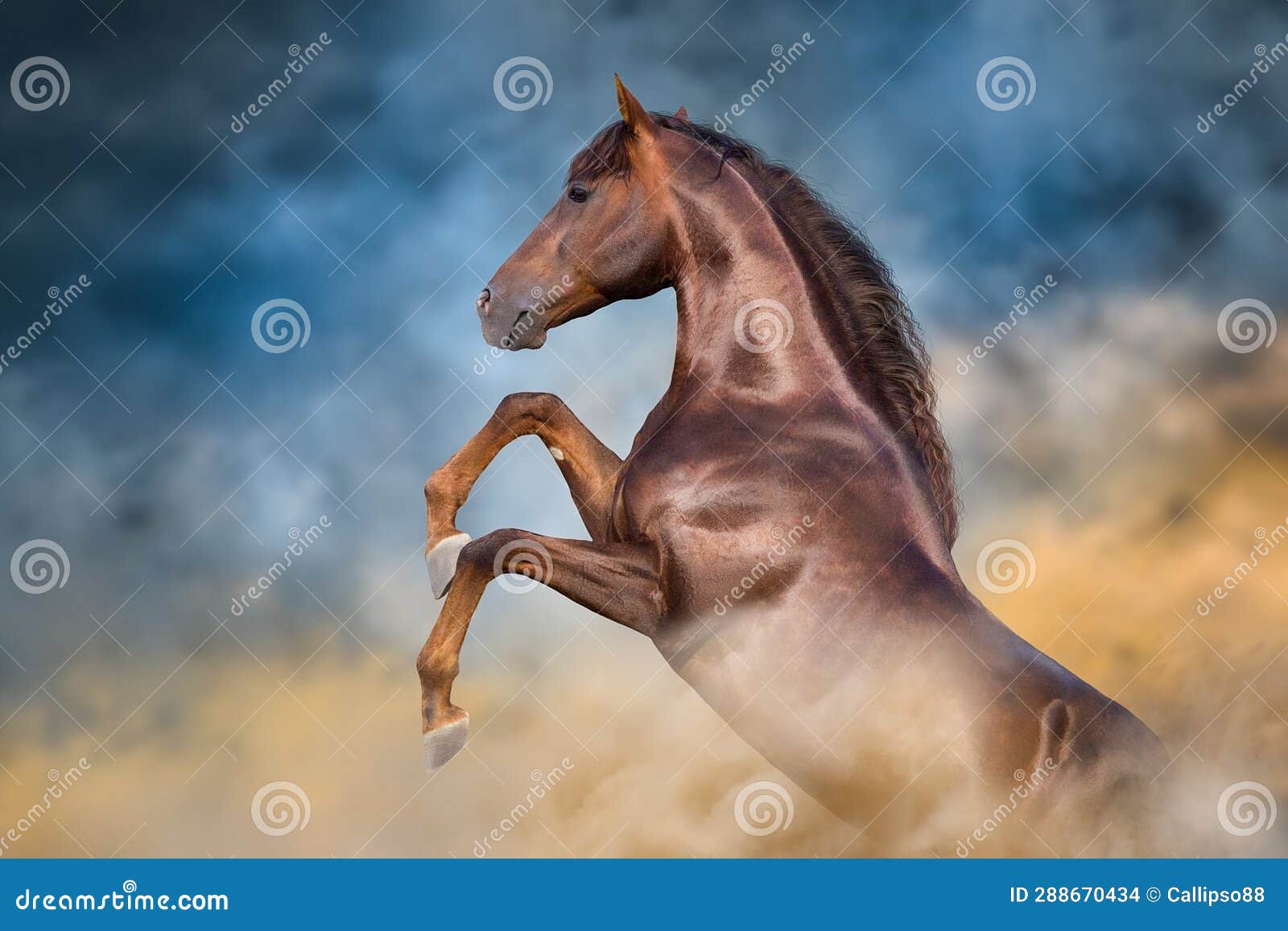 Red Stallion with Long Mane Rearing Up Stock Photo - Image of action ...