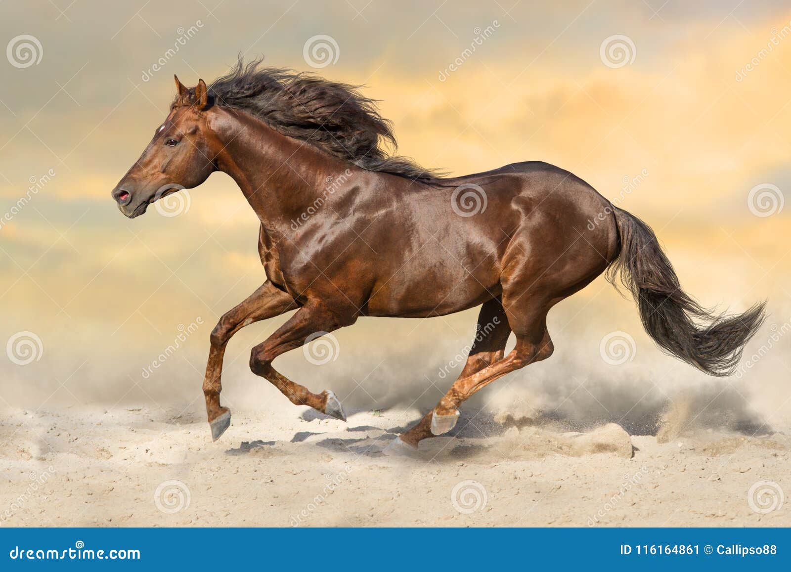 Red stallion gallops stock image. Image of fast, freedom - 116164861