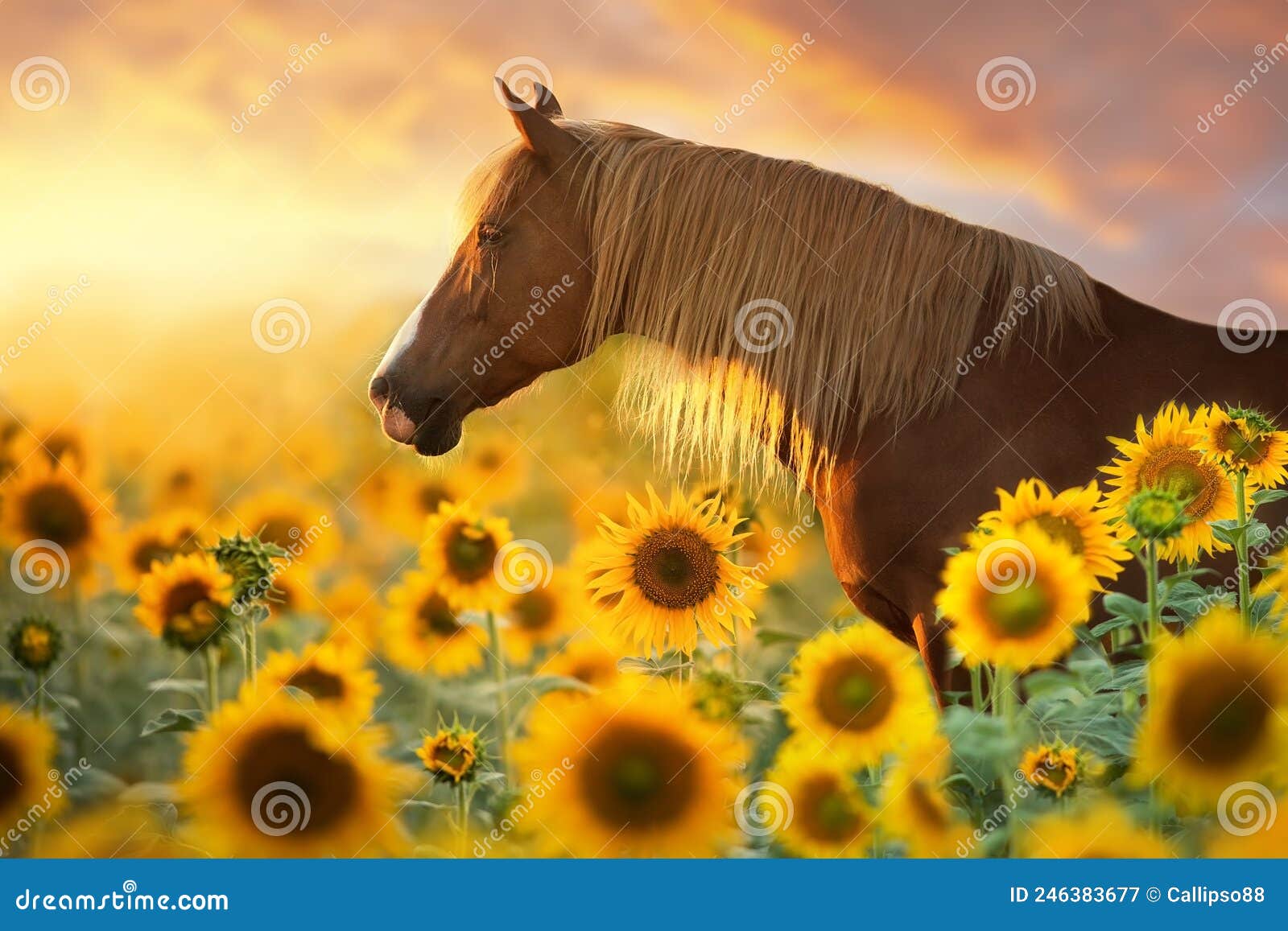 Red Stallion Portrait in Sunflowers Stock Image - Image of palomino ...
