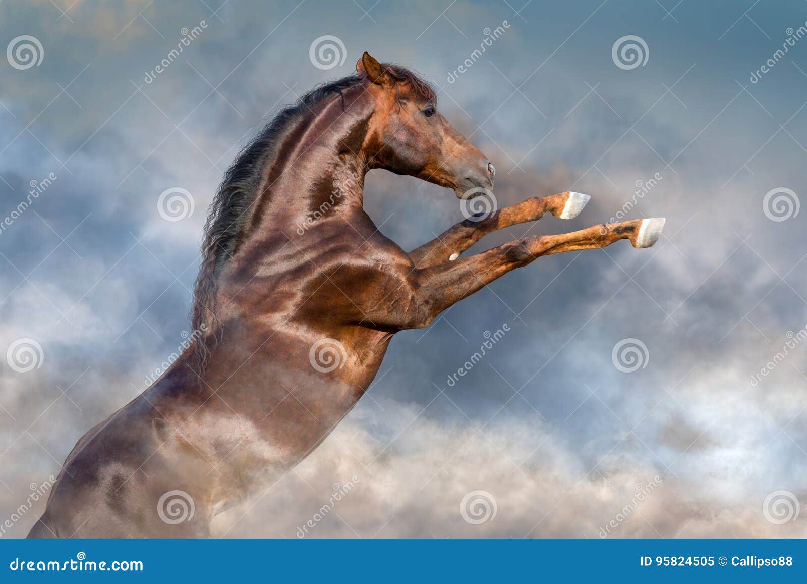 Red stallion rearing up stock image. Image of elegant - 95824505