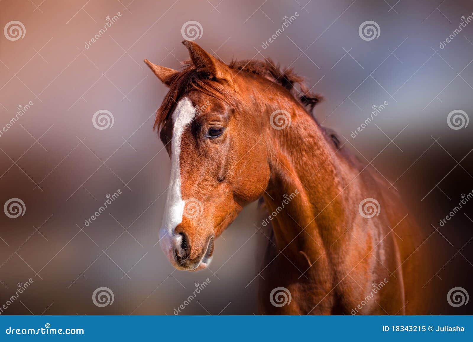 Red stallion in sunshine stock image. Image of look, birches - 18343215