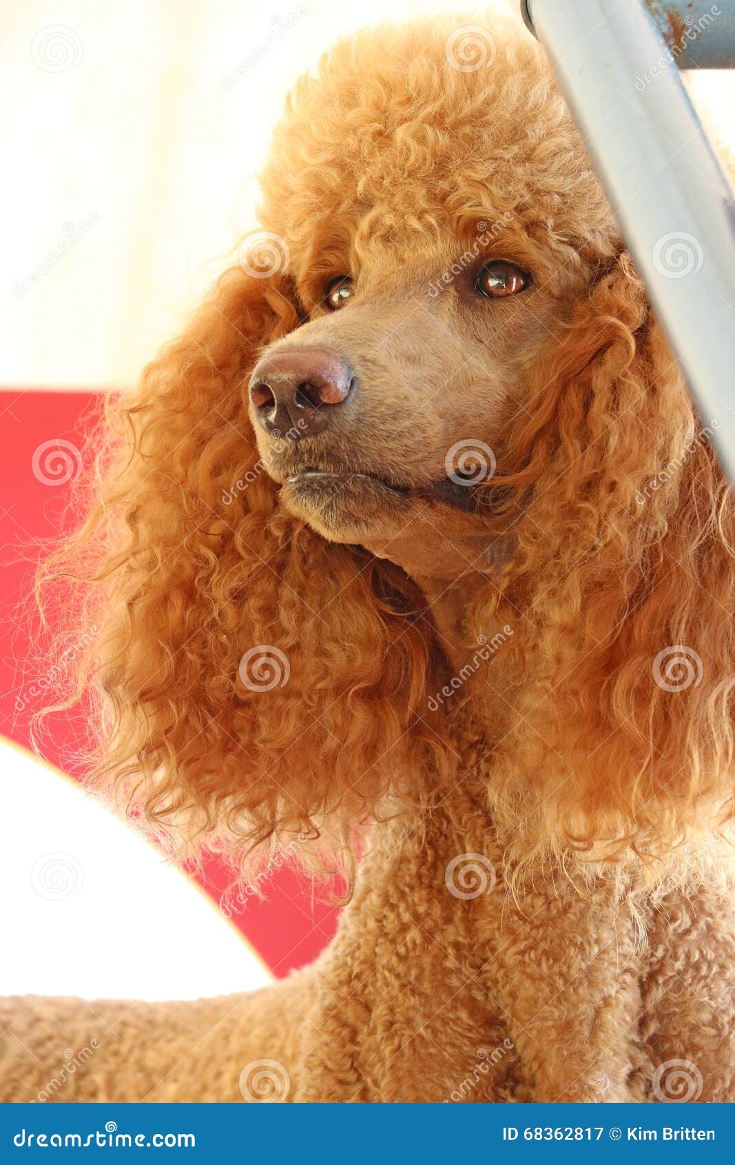 Red Standard Poodle Alert and Looking Stock Image - Image of staring ...