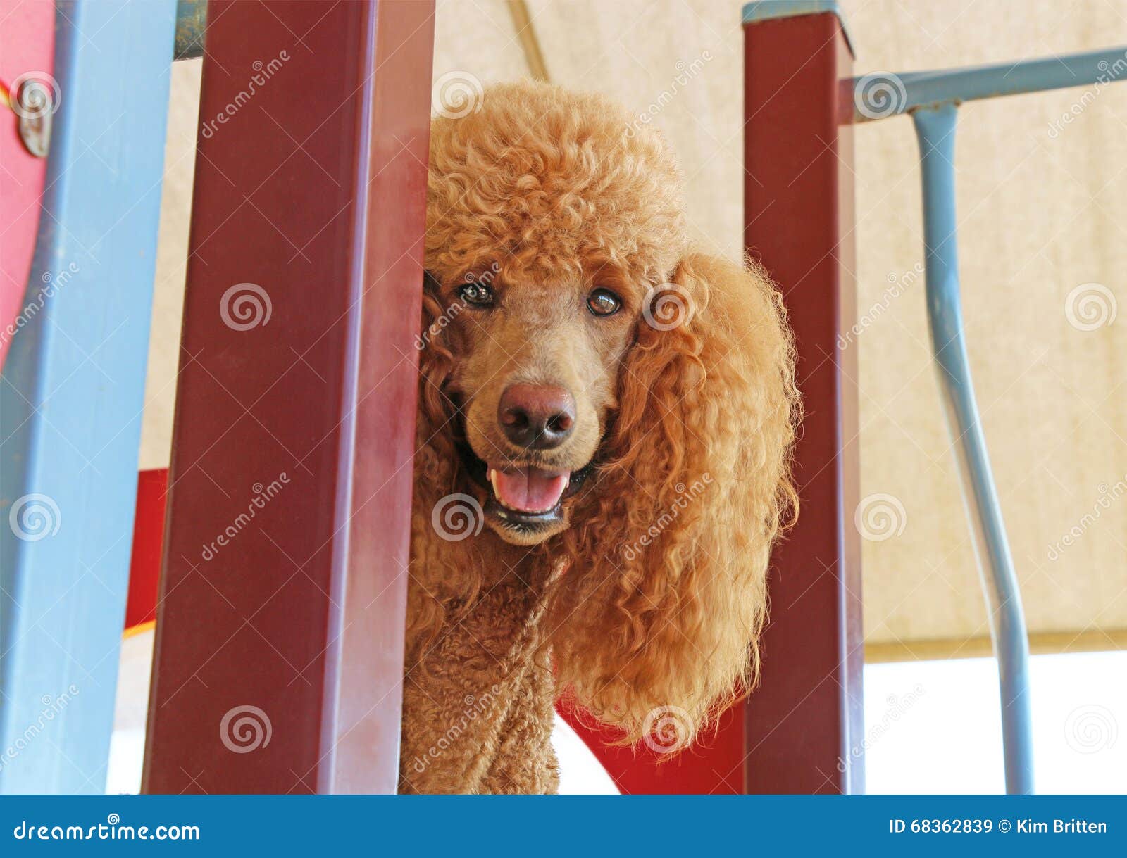 Red Standard Poodle with Happy Face Stock Image - Image of canine ...