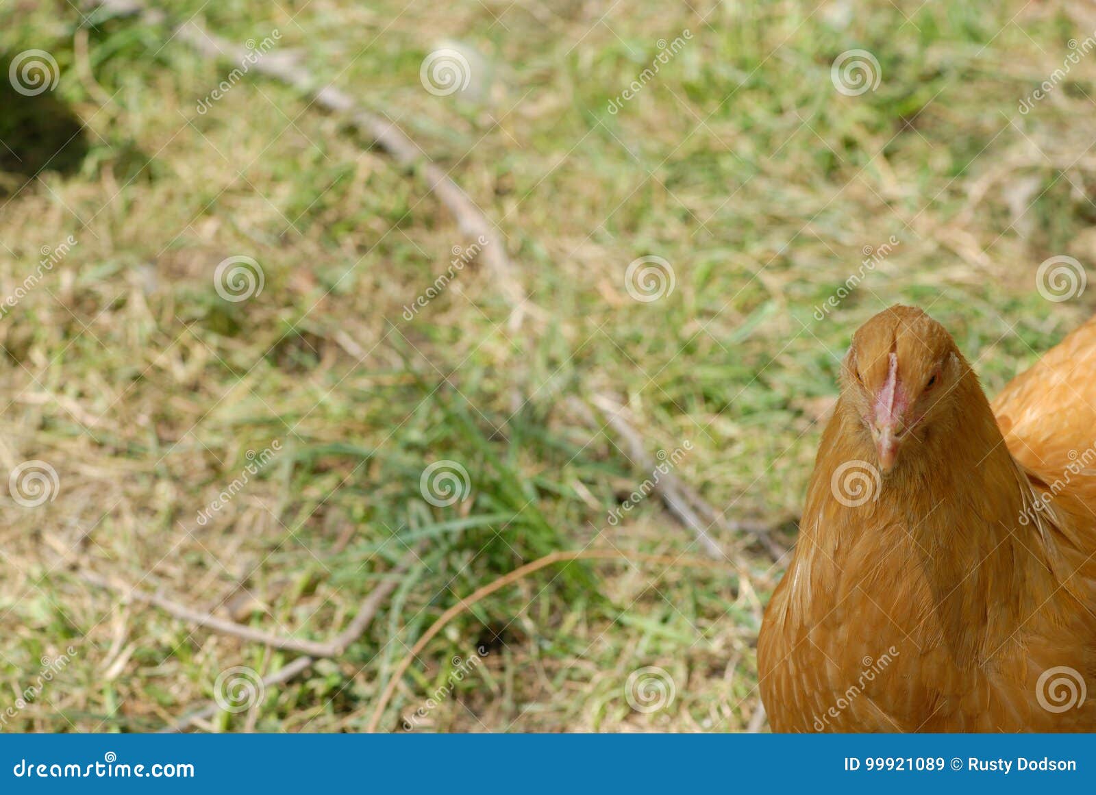Grumpy Chicken stock image. Image of country, star, grumpy - 99921089