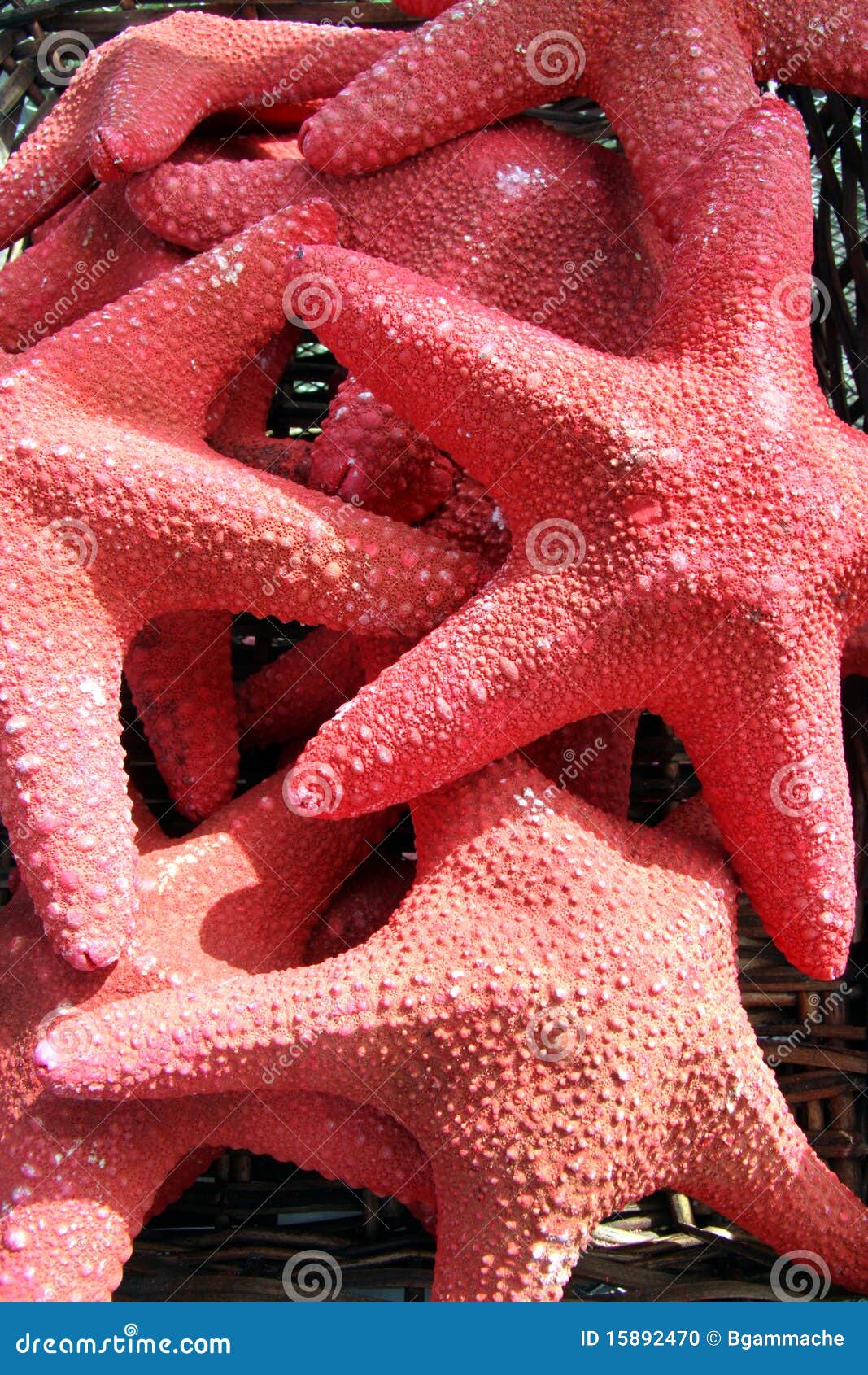 Red Star Fish stock photo. Image of marine, color, ocean - 15892470