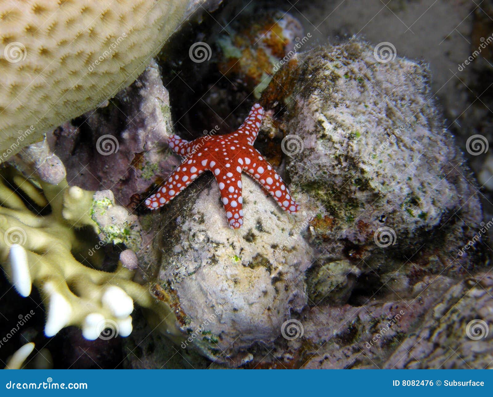 Star Fish I Stock Photography | CartoonDealer.com #81296