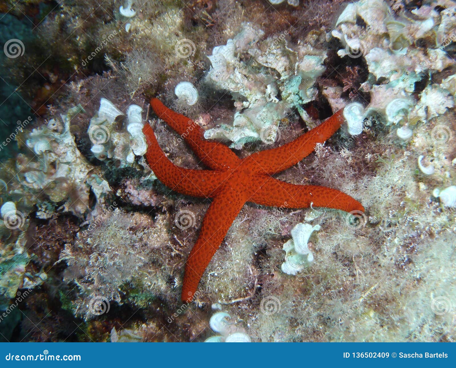 Red Star Fish with Some Algae Stock Image - Image of ocean, sponges ...