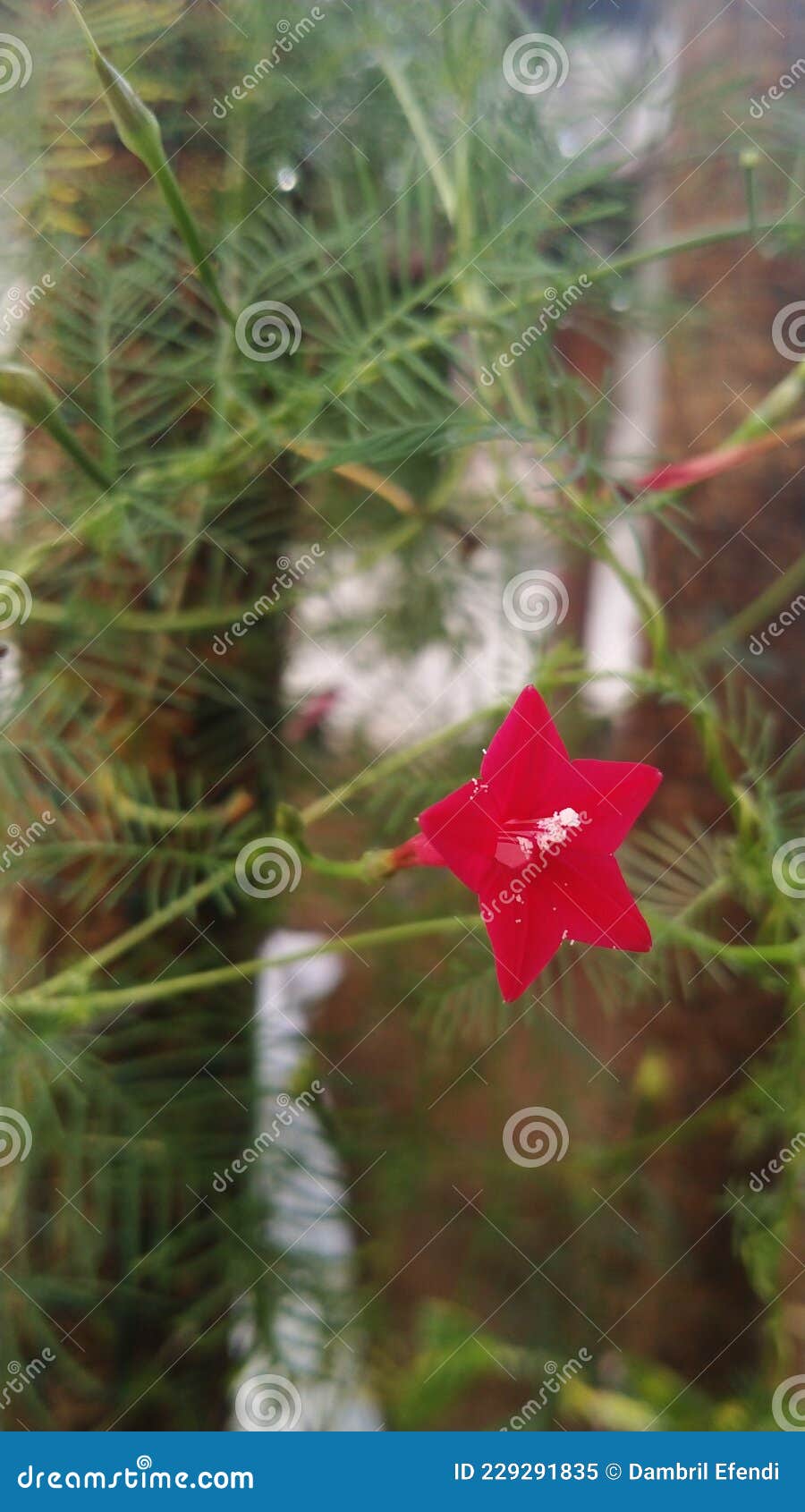 Red star flower stock image. Image of produce, grass - 229291835