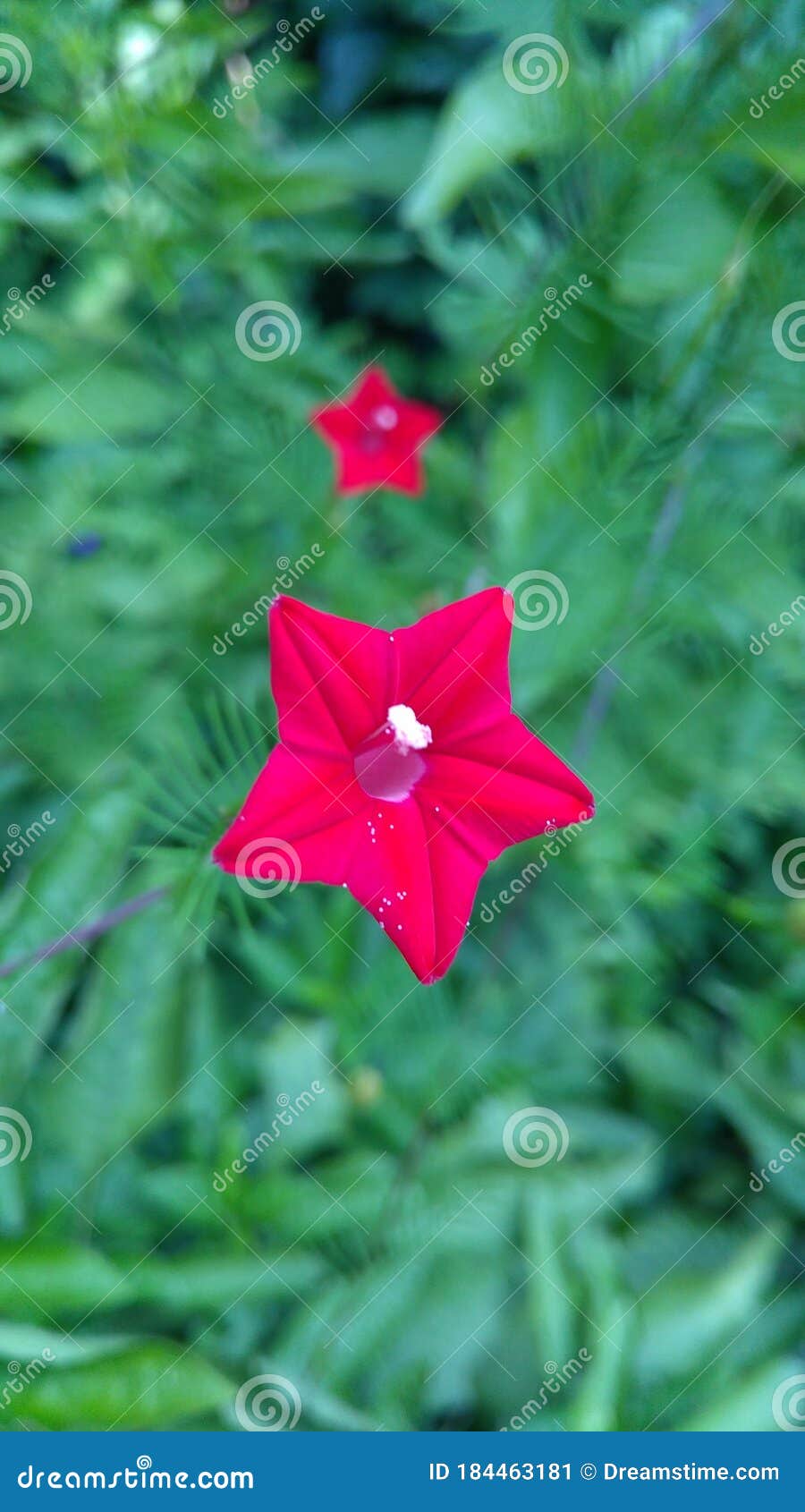Star flower in green plant stock image. Image of cloudy - 184463181