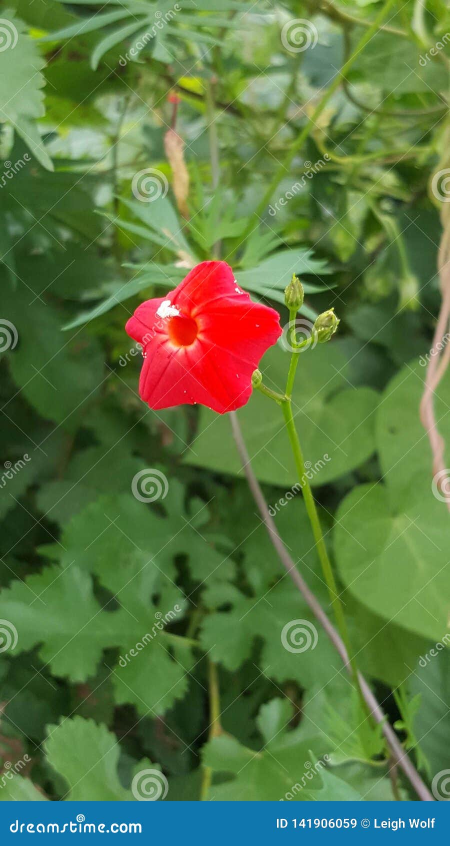Red Star Flower stock image. Image of star, garden, nature - 141906059