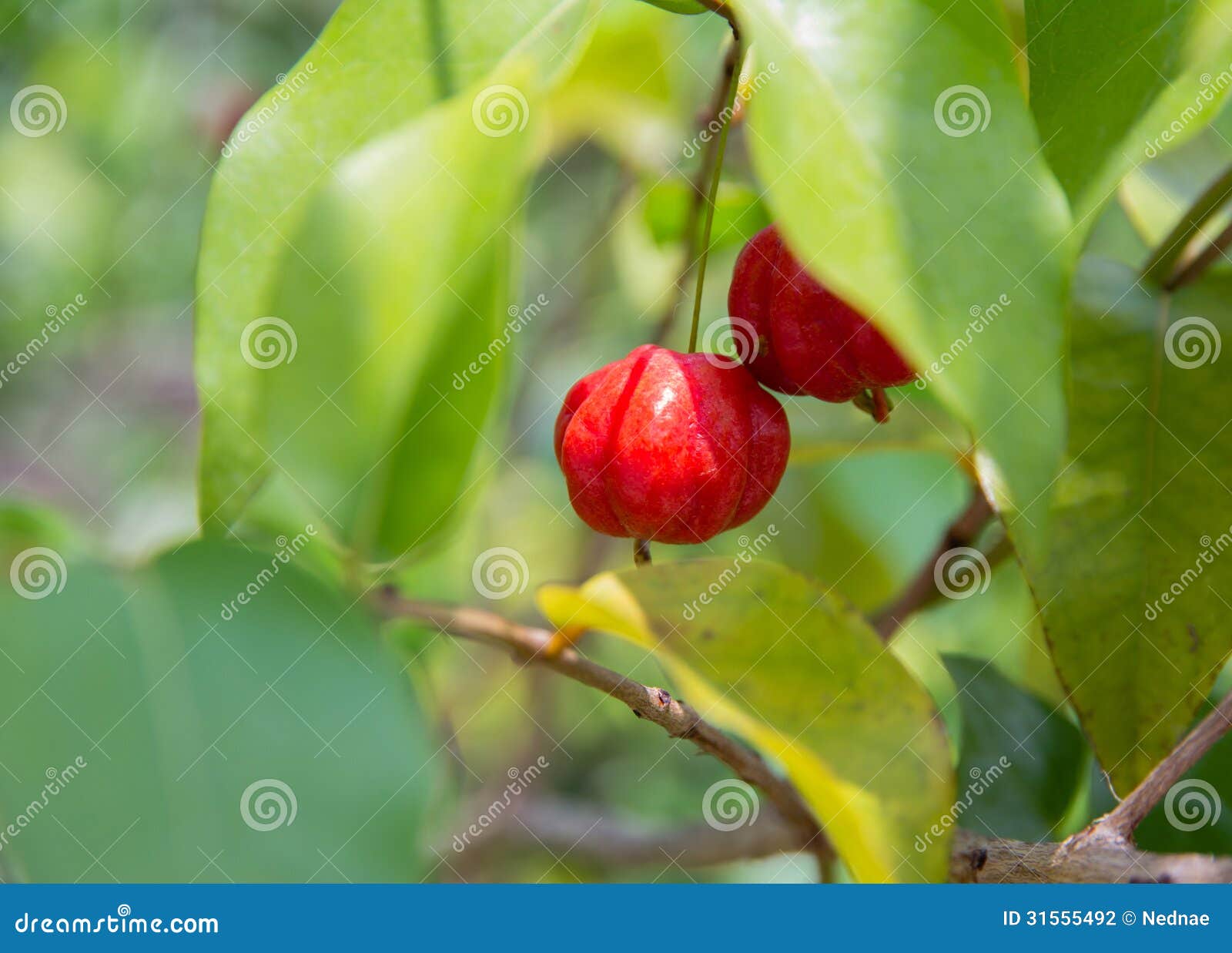 Red star gooseberry fruit stock photo. Image of detail - 31555492