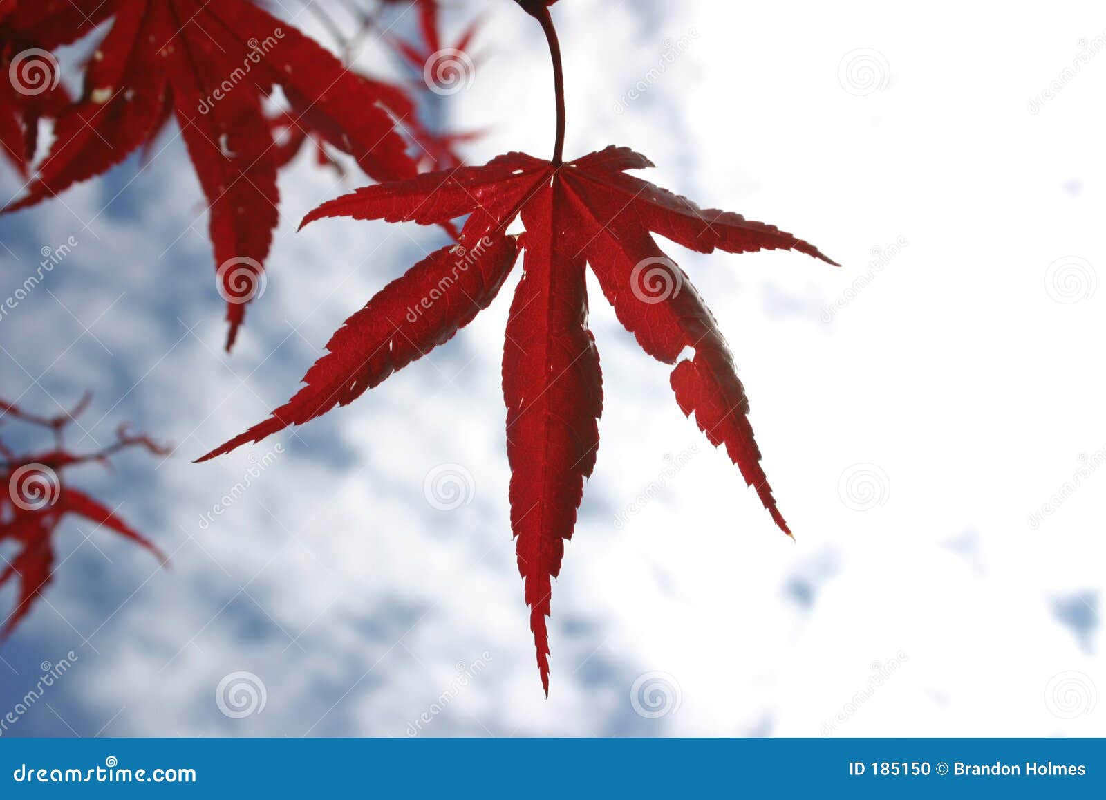 Red Star Leaf stock photo. Image of abstract, forest, nature - 185150
