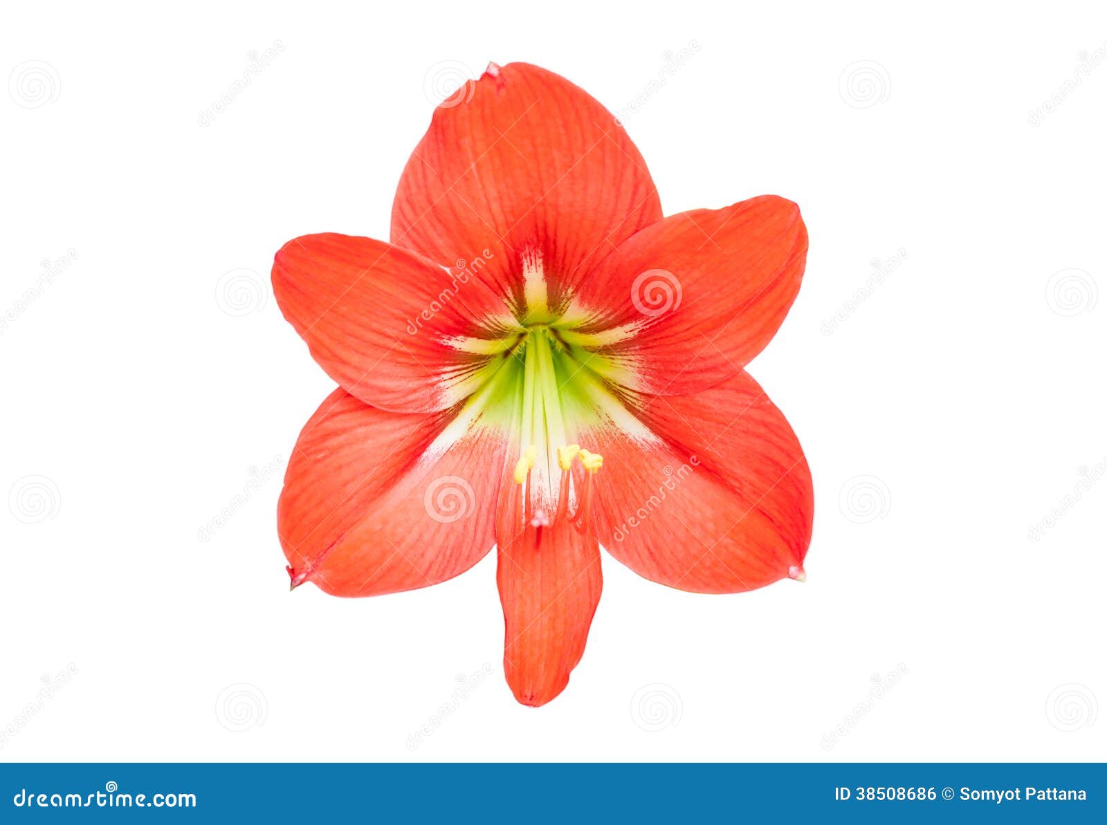 Red star lily flower stock photo. Image of head, beautiful - 38508686