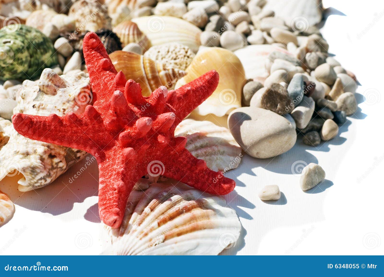 Red star and sea shells stock image. Image of sand, relax - 6348055
