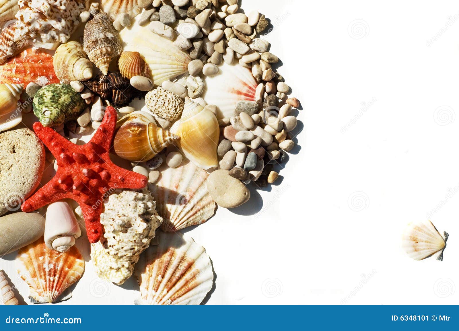 Red star and sea shells stock image. Image of marine, holiday - 6348101